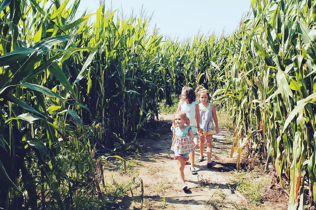 Maze Info | Liberty Corn Maze - Fun for Everyone